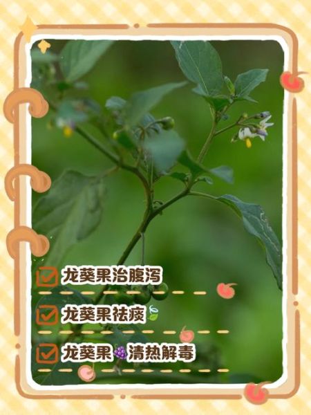 龙葵果的功效与作用_龙葵果的正确吃法-第2张图片-山城妙识 龙葵果的功效与作用_龙葵果的正确吃法-第2张图片-山城妙识