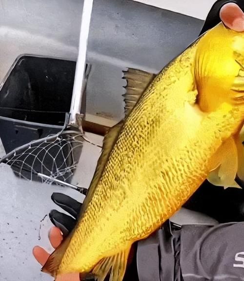 100斤大黄鱼多少钱_100斤大黄鱼怎么保存-第3张图片-山城妙识 100斤大黄鱼多少钱_100斤大黄鱼怎么保存-第3张图片-山城妙识