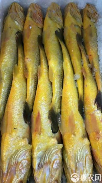 100斤大黄鱼多少钱_100斤大黄鱼怎么保存-第2张图片-山城妙识 100斤大黄鱼多少钱_100斤大黄鱼怎么保存-第2张图片-山城妙识