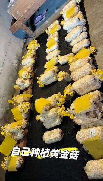 黄金菇怎么做好吃_黄金菇做法大全-第3张图片-山城妙识 黄金菇怎么做好吃_黄金菇做法大全-第3张图片-山城妙识