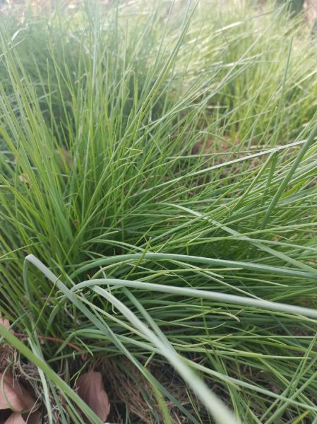 野山葱图片_野山葱怎么辨别真假-第2张图片-山城妙识 野山葱图片_野山葱怎么辨别真假-第2张图片-山城妙识