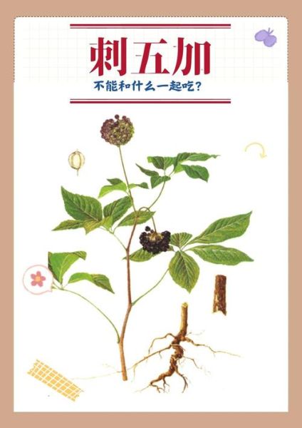刺五加的功效与作用_刺五加怎么吃效果最好-第2张图片-山城妙识 刺五加的功效与作用_刺五加怎么吃效果最好-第2张图片-山城妙识