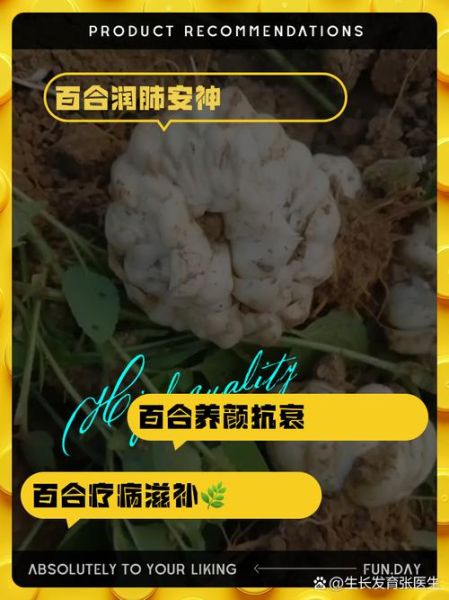 新鲜百合的功效与作用_新鲜百合怎么吃最好-第1张图片-山城妙识