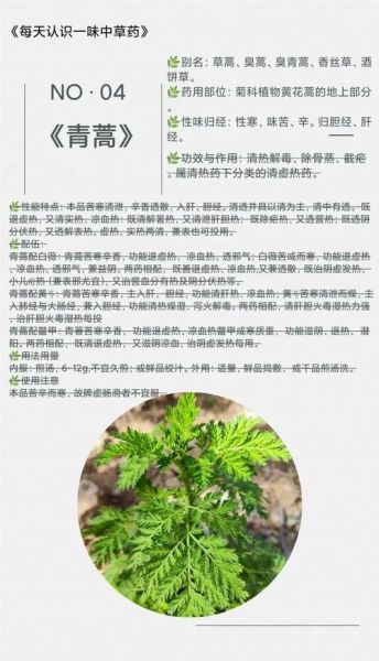 青蒿素的作用是什么_青蒿素能治疗哪些疾病-第1张图片-山城妙识 青蒿素的作用是什么_青蒿素能治疗哪些疾病-第1张图片-山城妙识