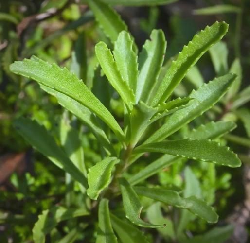 费菜的功效与作用_费菜怎么吃效果最好-第2张图片-山城妙识 费菜的功效与作用_费菜怎么吃效果最好-第2张图片-山城妙识