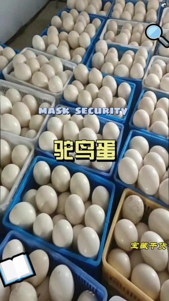 鸵鸟蛋多少钱一个_鸵鸟蛋价格为什么差别大-第1张图片-山城妙识 鸵鸟蛋多少钱一个_鸵鸟蛋价格为什么差别大-第1张图片-山城妙识
