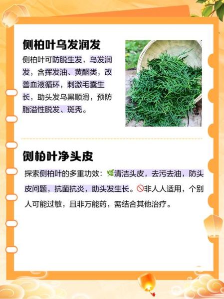 侧柏叶能治脱发吗_侧柏叶洗头禁忌-第1张图片-山城妙识