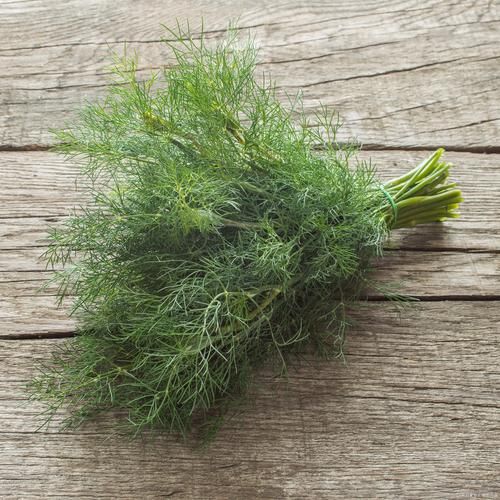 小茴香图片_香料小茴香长什么样-第1张图片-山城妙识 小茴香图片_香料小茴香长什么样-第1张图片-山城妙识