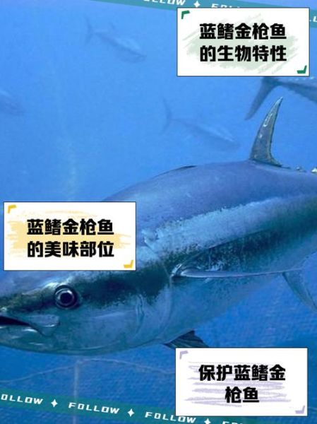 蓝鳍金枪鱼多少钱一斤_蓝鳍金枪鱼怎么吃-第3张图片-山城妙识 蓝鳍金枪鱼多少钱一斤_蓝鳍金枪鱼怎么吃-第3张图片-山城妙识