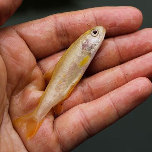 金鳟鱼和虹鳟的区别_金鳟鱼是虹鳟吗-第1张图片-山城妙识 金鳟鱼和虹鳟的区别_金鳟鱼是虹鳟吗-第1张图片-山城妙识