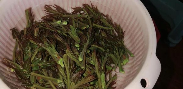 香椿焯水几分钟_香椿焯水多久才安全-第2张图片-山城妙识 香椿焯水几分钟_香椿焯水多久才安全-第2张图片-山城妙识