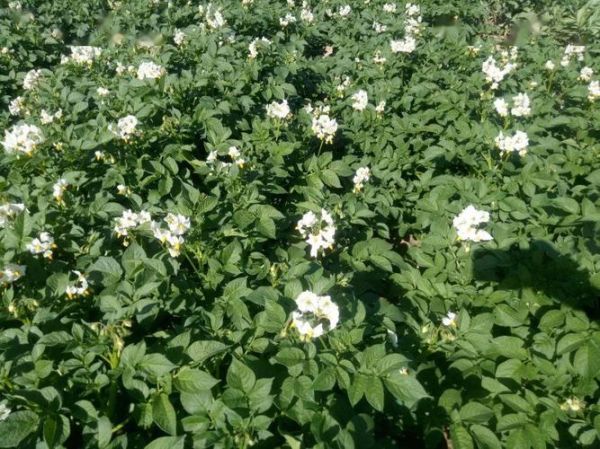 马铃薯之乡在哪里_马铃薯之乡旅游攻略-第3张图片-山城妙识 马铃薯之乡在哪里_马铃薯之乡旅游攻略-第3张图片-山城妙识