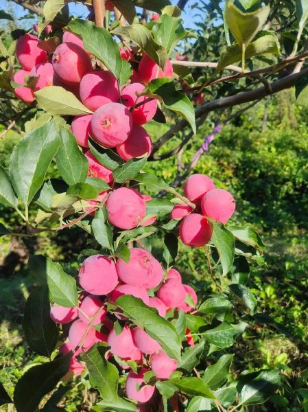 秋天吃什么水果好_秋季应季水果有哪些-第3张图片-山城妙识 秋天吃什么水果好_秋季应季水果有哪些-第3张图片-山城妙识