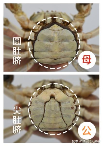 9月大闸蟹公的好还是母的好_公蟹母蟹区别-第1张图片-山城妙识 9月大闸蟹公的好还是母的好_公蟹母蟹区别-第1张图片-山城妙识