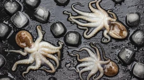 章鱼搜索怎么用_章鱼搜索官网入口在哪-第1张图片-山城妙识 章鱼搜索怎么用_章鱼搜索官网入口在哪-第1张图片-山城妙识