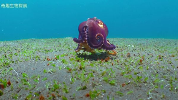 章鱼搜索怎么用_章鱼搜索官网入口在哪-第2张图片-山城妙识 章鱼搜索怎么用_章鱼搜索官网入口在哪-第2张图片-山城妙识