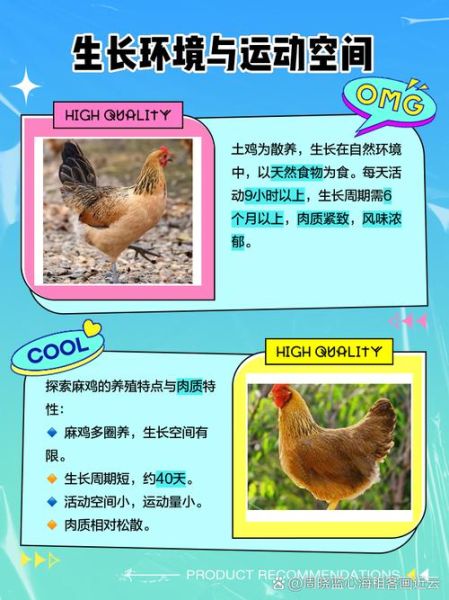 麻鸡是什么_麻鸡和土鸡的区别-第1张图片-山城妙识 麻鸡是什么_麻鸡和土鸡的区别-第1张图片-山城妙识