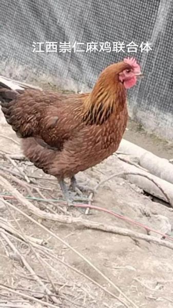 麻鸡是什么_麻鸡和土鸡的区别-第3张图片-山城妙识 麻鸡是什么_麻鸡和土鸡的区别-第3张图片-山城妙识