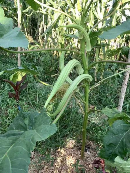 秋葵长什么样_秋葵外形特征-第1张图片-山城妙识 秋葵长什么样_秋葵外形特征-第1张图片-山城妙识