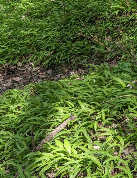 野韭菜怎么区分_野韭菜能吃吗-第2张图片-山城妙识 野韭菜怎么区分_野韭菜能吃吗-第2张图片-山城妙识