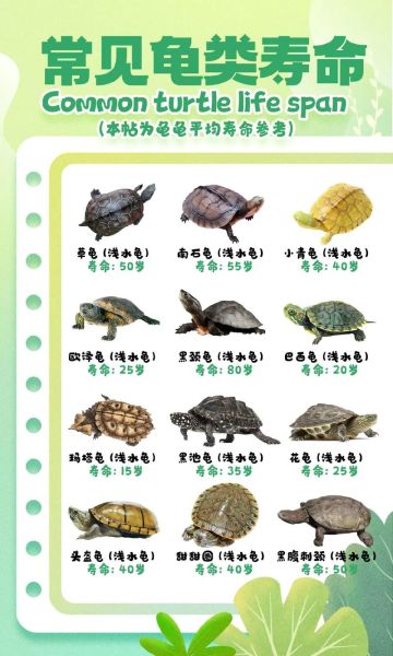 乌龟图片大全_乌龟品种识别方法-第1张图片-山城妙识 乌龟图片大全_乌龟品种识别方法-第1张图片-山城妙识