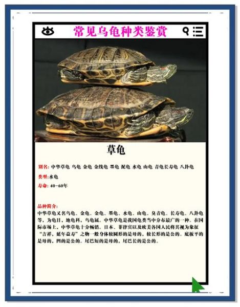 乌龟图片大全_乌龟品种识别方法-第3张图片-山城妙识 乌龟图片大全_乌龟品种识别方法-第3张图片-山城妙识