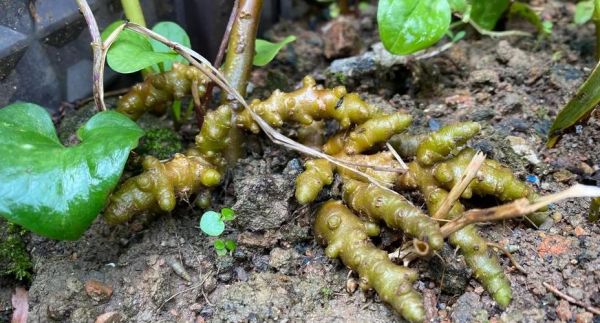 田七图片大全大图_田七长什么样-第1张图片-山城妙识 田七图片大全大图_田七长什么样-第1张图片-山城妙识