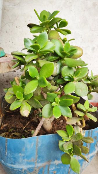 田七图片大全大图_田七长什么样-第2张图片-山城妙识 田七图片大全大图_田七长什么样-第2张图片-山城妙识