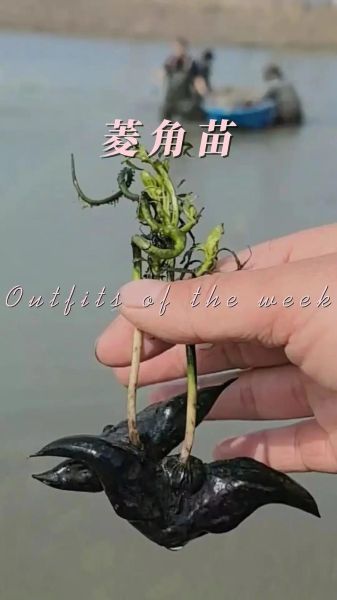 菱角怎么种_菱角种植方法-第1张图片-山城妙识 菱角怎么种_菱角种植方法-第1张图片-山城妙识