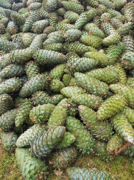 松塔多少钱一斤_松塔价格影响因素-第2张图片-山城妙识 松塔多少钱一斤_松塔价格影响因素-第2张图片-山城妙识