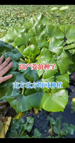 菱角怎么种_菱角种植方法-第2张图片-山城妙识 菱角怎么种_菱角种植方法-第2张图片-山城妙识