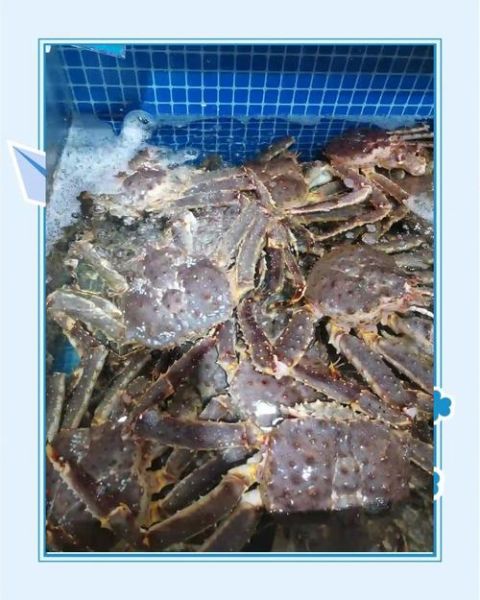 帝王蟹清蒸多长时间_清蒸帝王蟹几分钟最好-第3张图片-山城妙识 帝王蟹清蒸多长时间_清蒸帝王蟹几分钟最好-第3张图片-山城妙识