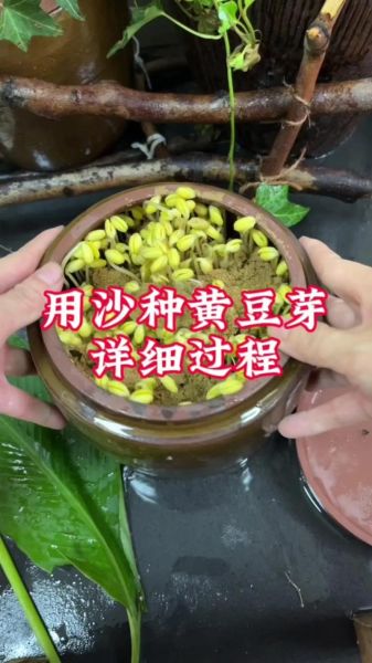 怎么生黄豆芽最简单的方法_黄豆芽发芽步骤-第1张图片-山城妙识 怎么生黄豆芽最简单的方法_黄豆芽发芽步骤-第1张图片-山城妙识