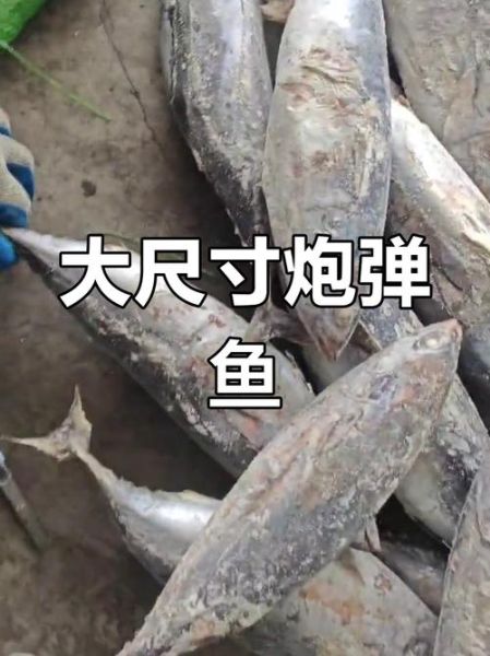 新鲜鲣鱼多少钱一斤_如何挑选高品质鲣鱼-第2张图片-山城妙识