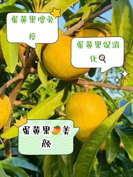 蛋黄果的营养价值_蛋黄果的功效与作用-第2张图片-山城妙识