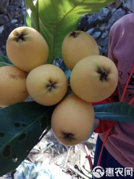 清肺的水果有哪些_吃什么水果能清肺-第2张图片-山城妙识