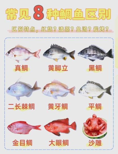 鲷怎么读_鲷鱼是鲈鱼吗-第1张图片-山城妙识 鲷怎么读_鲷鱼是鲈鱼吗-第1张图片-山城妙识