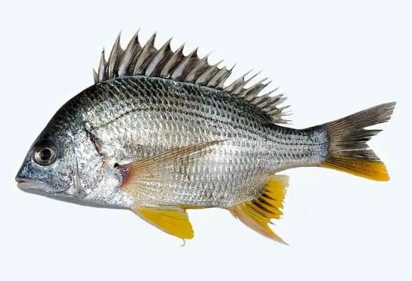 鲷怎么读_鲷鱼是鲈鱼吗-第3张图片-山城妙识 鲷怎么读_鲷鱼是鲈鱼吗-第3张图片-山城妙识