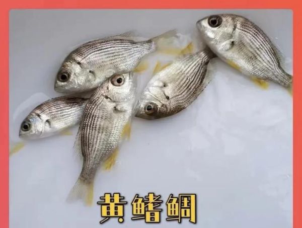 鲷怎么读_鲷鱼是鲈鱼吗-第2张图片-山城妙识 鲷怎么读_鲷鱼是鲈鱼吗-第2张图片-山城妙识