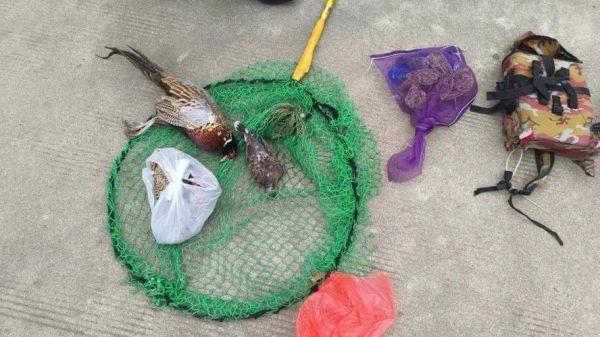 野鸡套怎么做_野鸡套制作方法-第1张图片-山城妙识 野鸡套怎么做_野鸡套制作方法-第1张图片-山城妙识