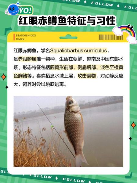 红眼鱼吃什么_红眼鱼怎么钓-第1张图片-山城妙识