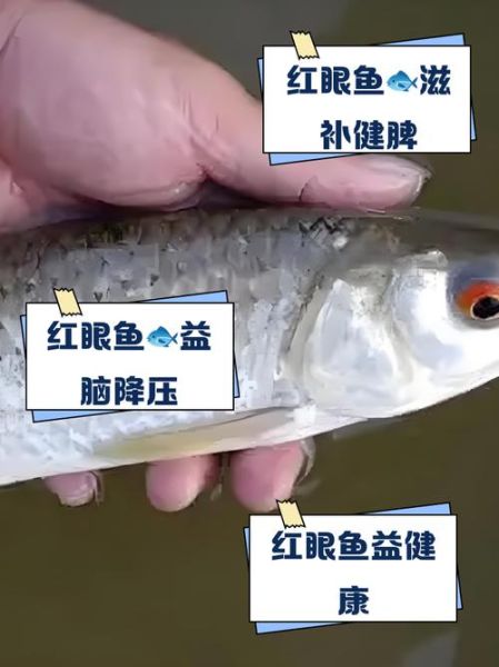 红眼鱼吃什么_红眼鱼怎么钓-第2张图片-山城妙识