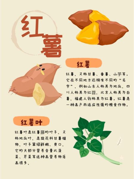 红薯的功效与作用禁忌症_哪些人不能吃红薯-第1张图片-山城妙识 红薯的功效与作用禁忌症_哪些人不能吃红薯-第1张图片-山城妙识