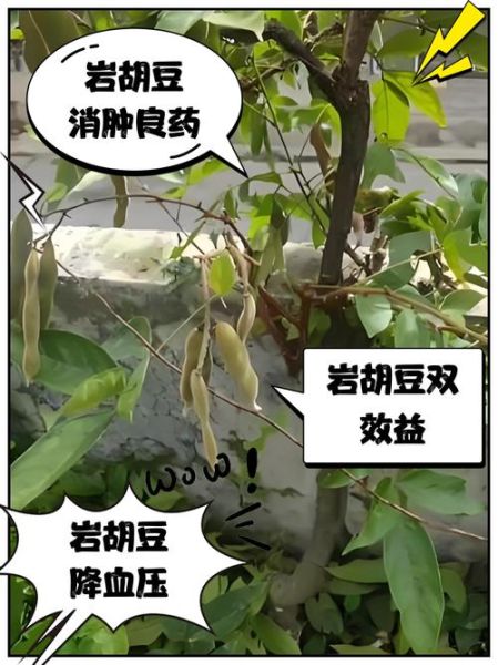 胡豆的功效与作用_吃胡豆有哪些好处-第1张图片-山城妙识 胡豆的功效与作用_吃胡豆有哪些好处-第1张图片-山城妙识