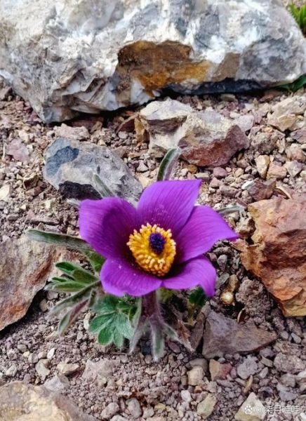 野花视频在线观看免费观看8_野花视频如何安全使用-第2张图片-山城妙识 野花视频在线观看免费观看8_野花视频如何安全使用-第2张图片-山城妙识