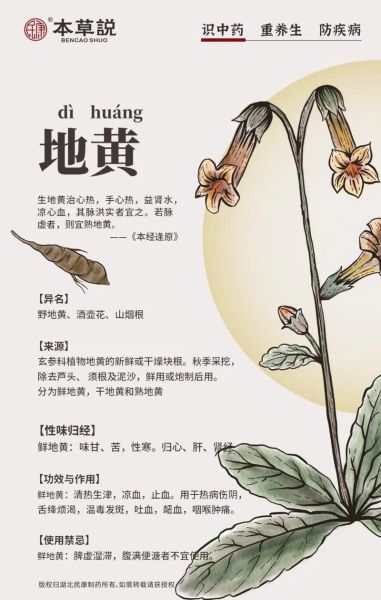 生地黄的功效与作用_生地黄怎么吃效果最好-第1张图片-山城妙识 生地黄的功效与作用_生地黄怎么吃效果最好-第1张图片-山城妙识