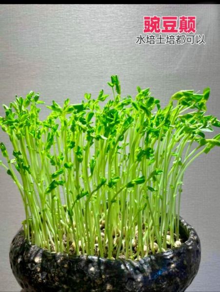 豌豆苗几天发芽_豌豆苗怎么种长得快-第1张图片-山城妙识 豌豆苗几天发芽_豌豆苗怎么种长得快-第1张图片-山城妙识