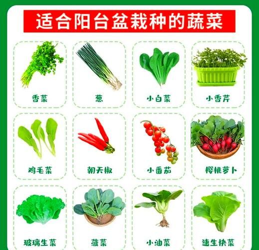 蔬菜怎么种_阳台种菜步骤-第1张图片-山城妙识 蔬菜怎么种_阳台种菜步骤-第1张图片-山城妙识