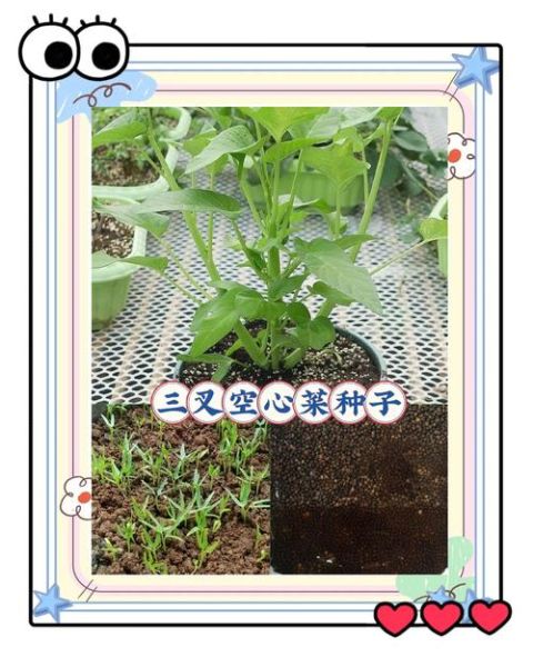 蔬菜怎么种_阳台种菜步骤-第3张图片-山城妙识 蔬菜怎么种_阳台种菜步骤-第3张图片-山城妙识