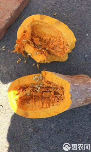 长条的南瓜叫什么_长南瓜品种名称大全-第2张图片-山城妙识